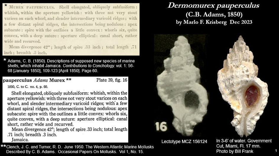 Dermomurex pauperculus | letstalkseashells